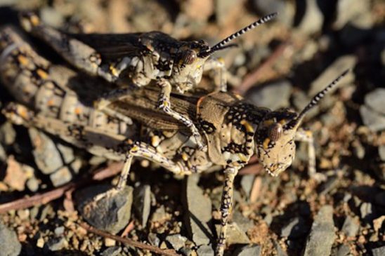 360 Billion Locusts And Growing – A Plague Of ‘Biblical Proportions’ Is ...